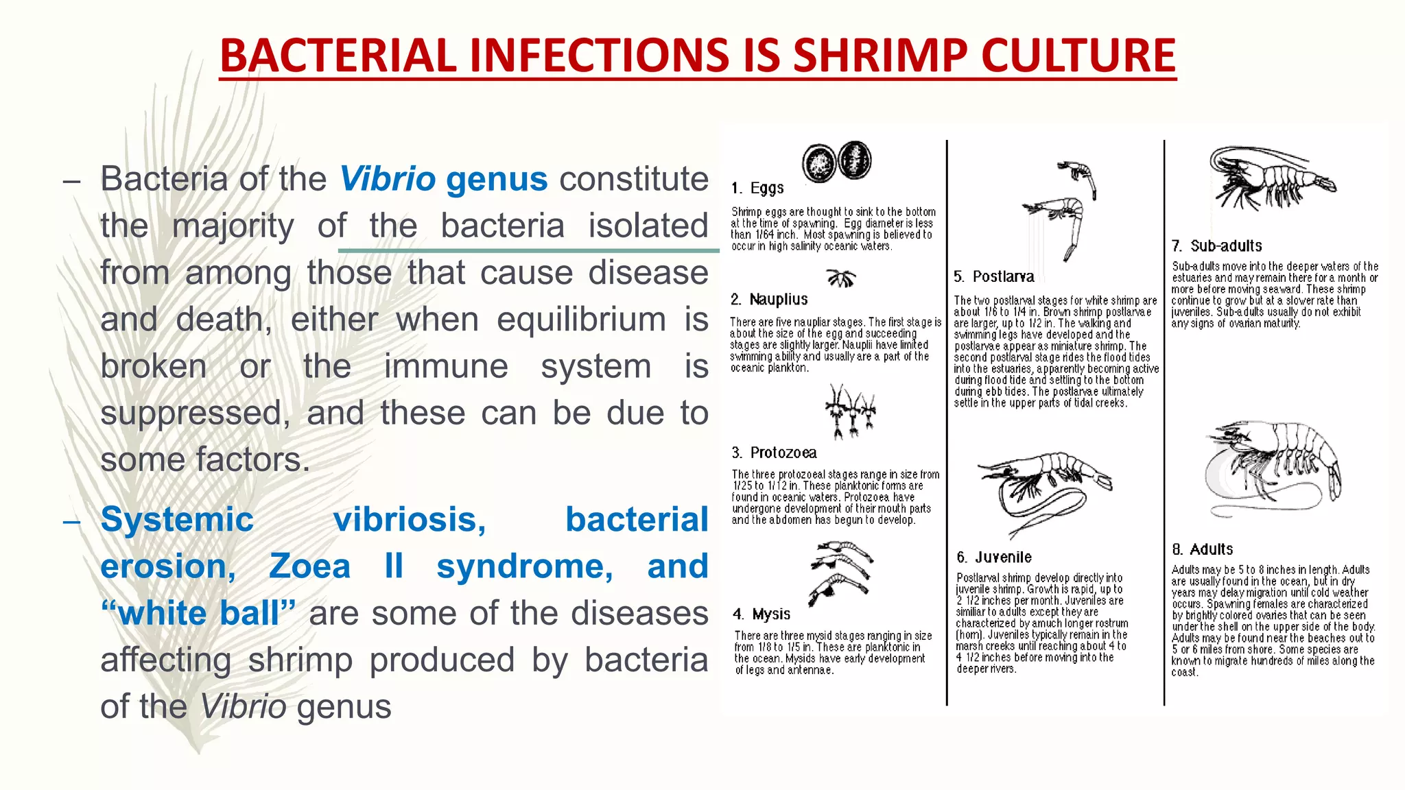 CHEMICALS AND DRUGS USED IN SHRIMP AQUACULTURE | PPTX