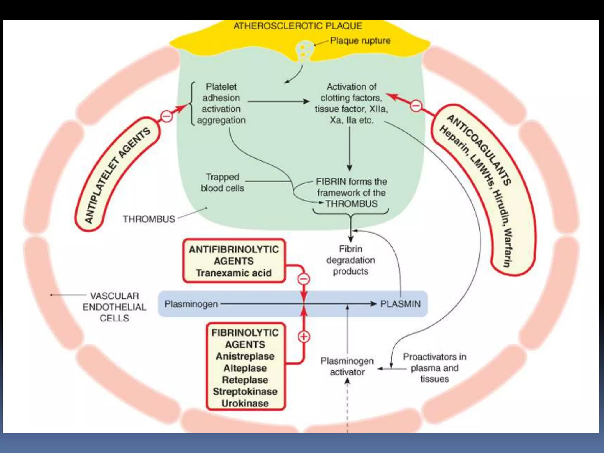 Drugs for coagulation, Antiplatelets, Fibrinolytics & Antifibrinolytics ...