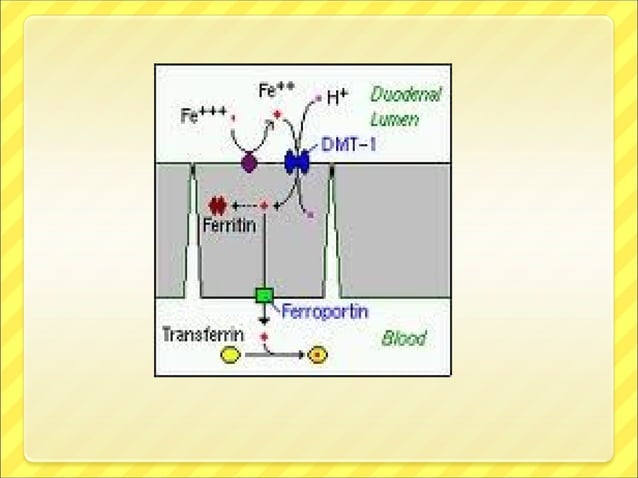 Drugs for iron def anemia | PPT