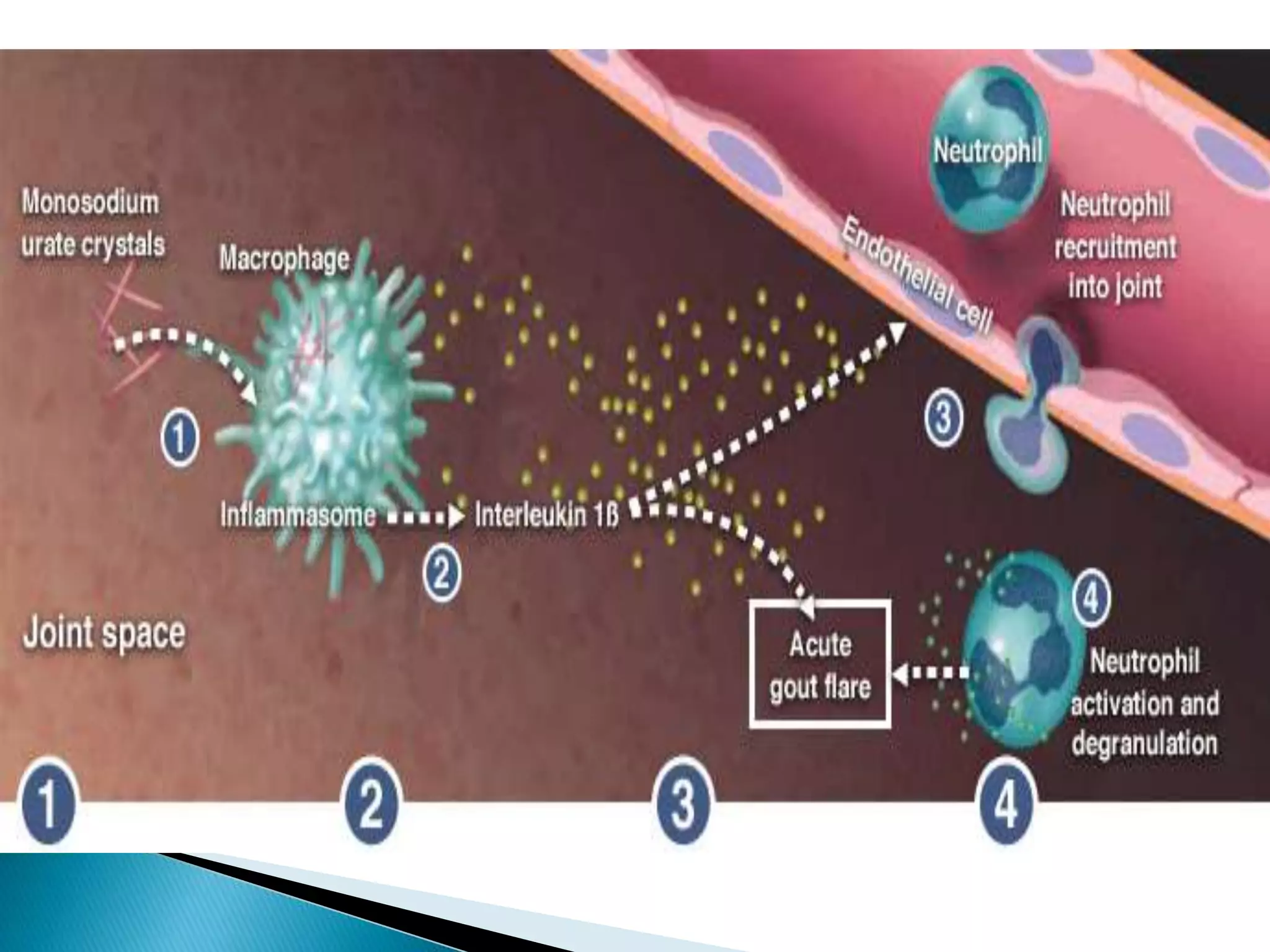 Drugs for Rheumatoid arthritis & gout | PPTX