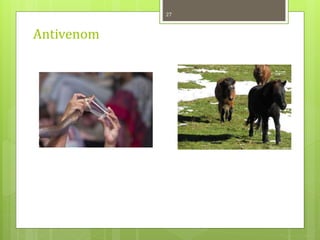 Drugs from animal | PPTX