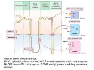 Drugs pharmacology in kidney disease | PPTX