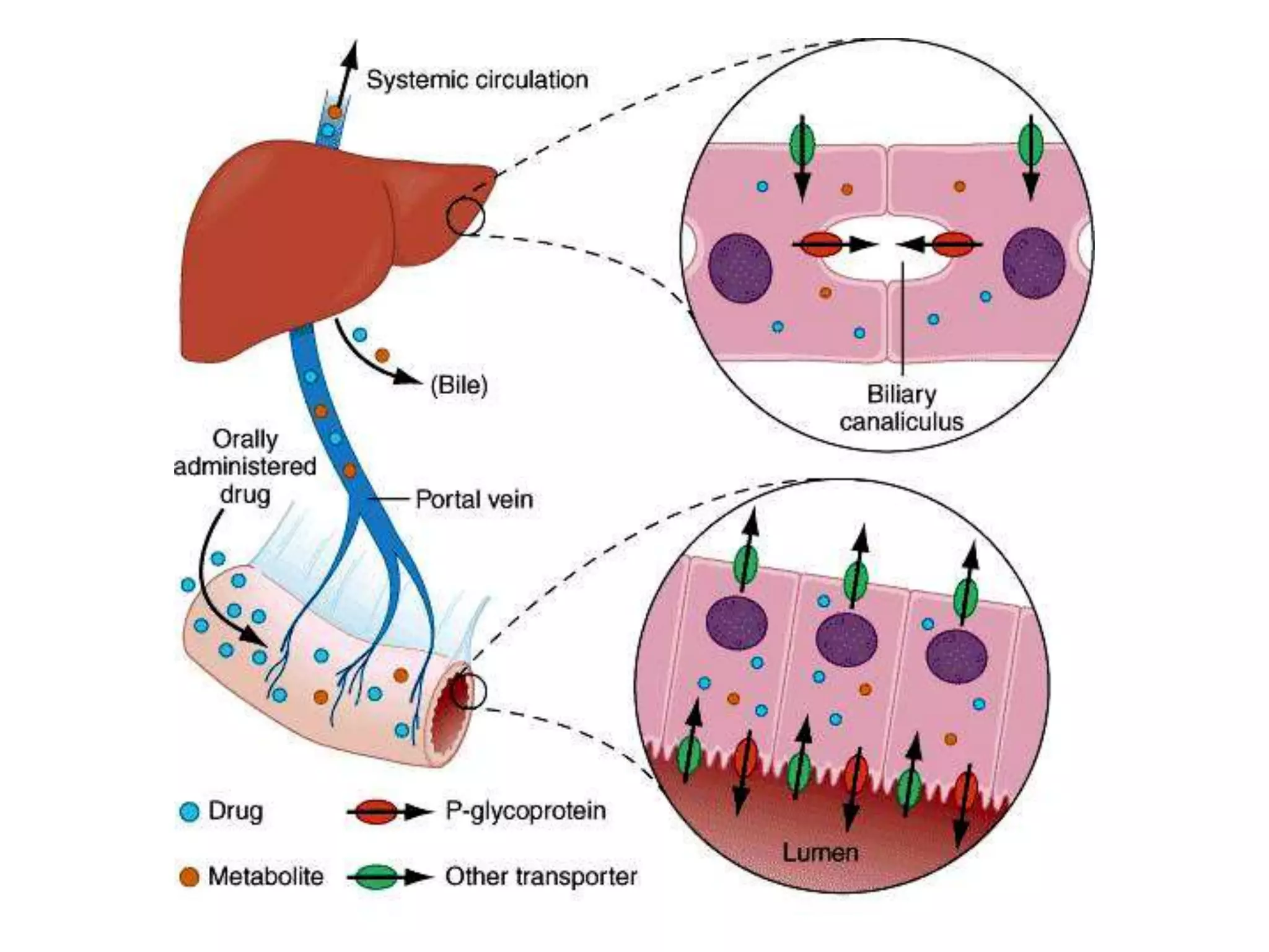 Drugs pharmacology in liver disease | PPTX