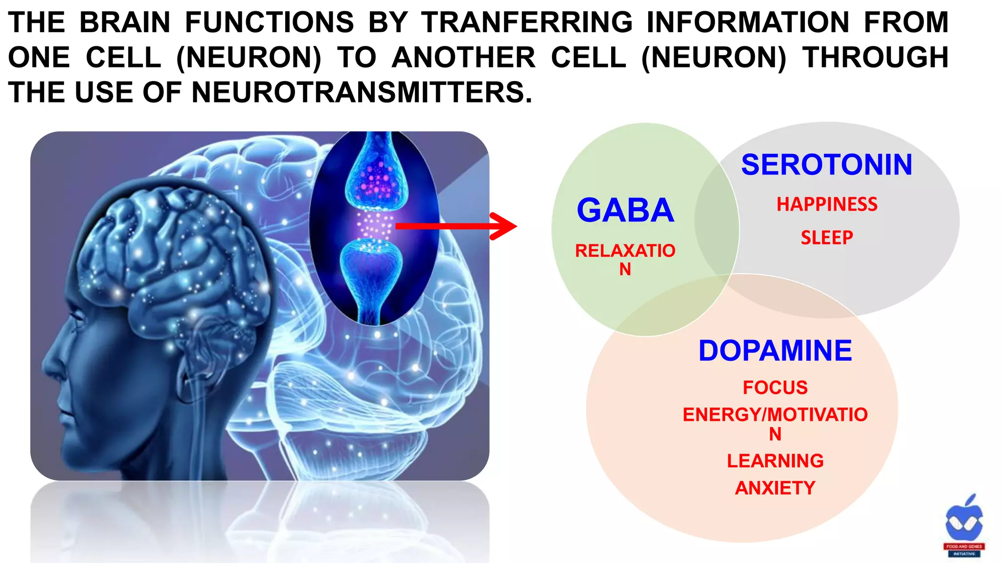 Drug, Body and Brain | PPTX