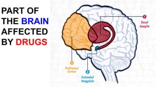 Drug, Body and Brain | PPTX