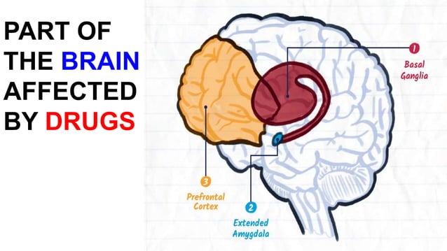 Drug, Body and Brain | PPT | Free Download