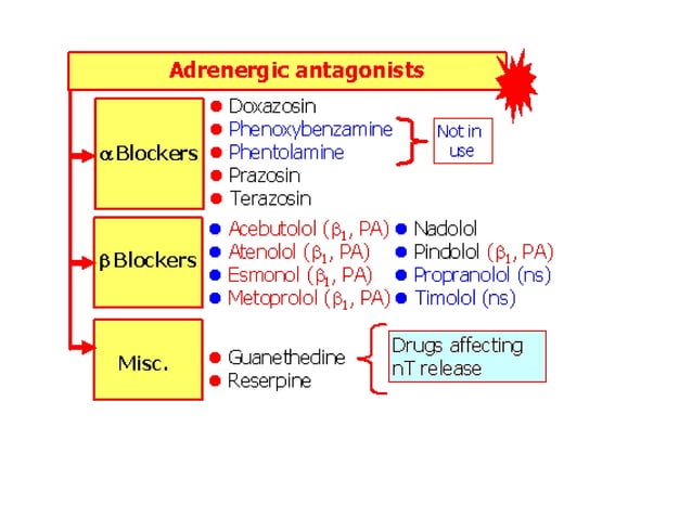 Drugs that affect the autonomic nervous system | PPTX | Brain and ...