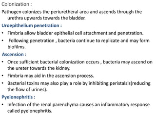 DRUGS USED FOR UTI.pptx