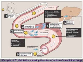 drugs used in amoebiasis.ppt