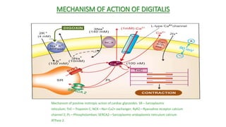 Drugs used in chf ii | PPTX | Heart and Cardiovascular Diseases ...