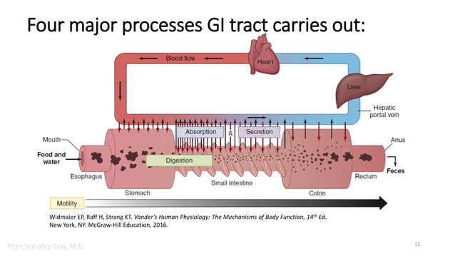 Drugs Used In Disorders of Gastrointestinal System | PDF | Digestive ...