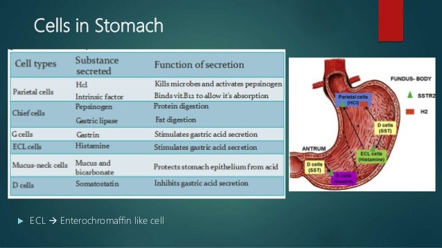 Drugs used in gastrointestinal system