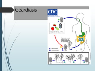 Drugs used in intestinal infestation | PPT