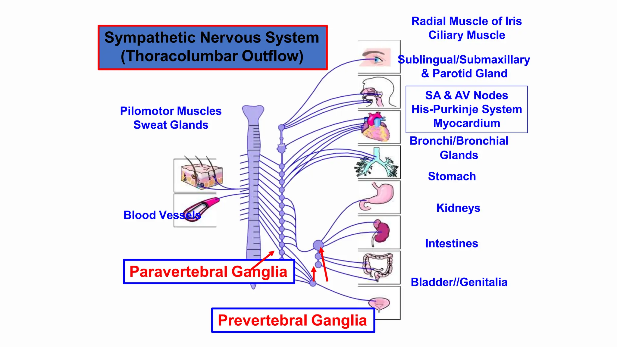 Teaching drugs used in nervous system.pptx