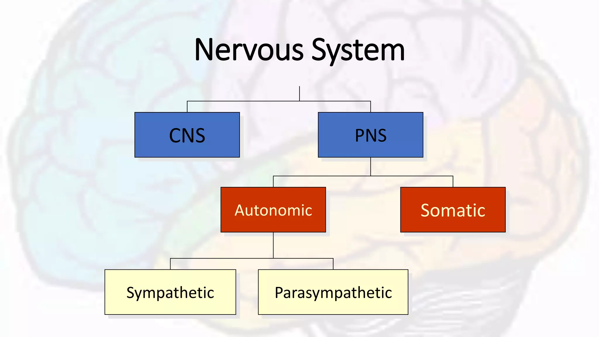 Drug used in nervous system final auto saved | PDF