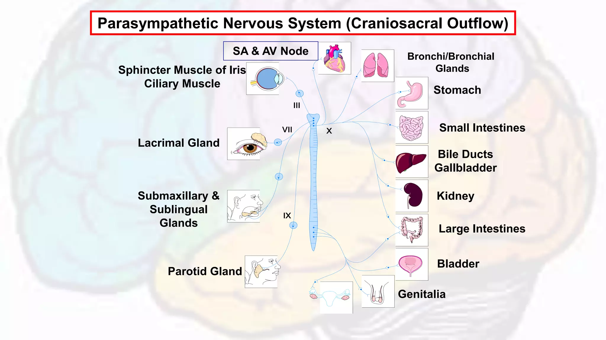 Drug used in nervous system final auto saved | PDF