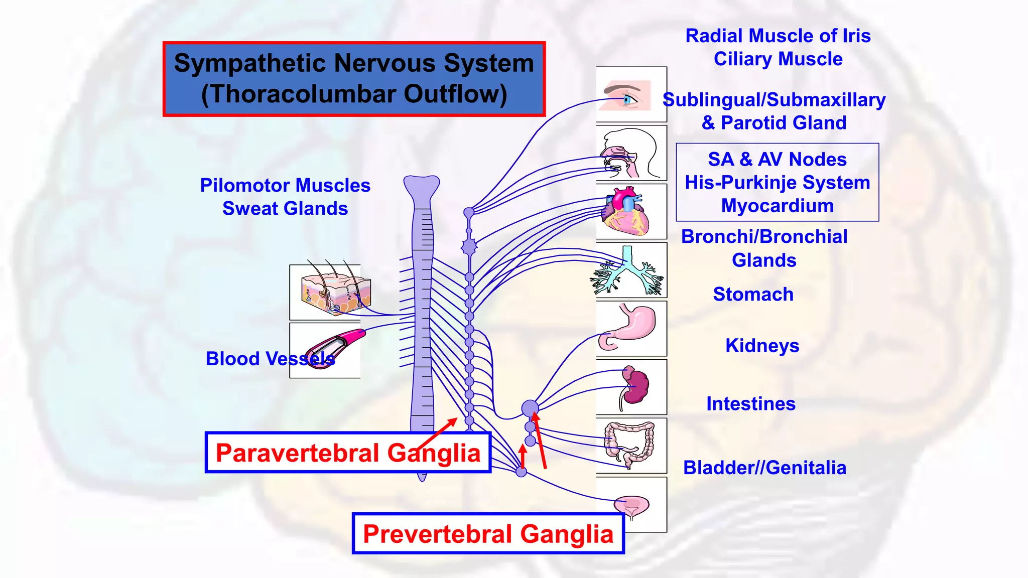 Drug used in nervous system final auto saved | PDF