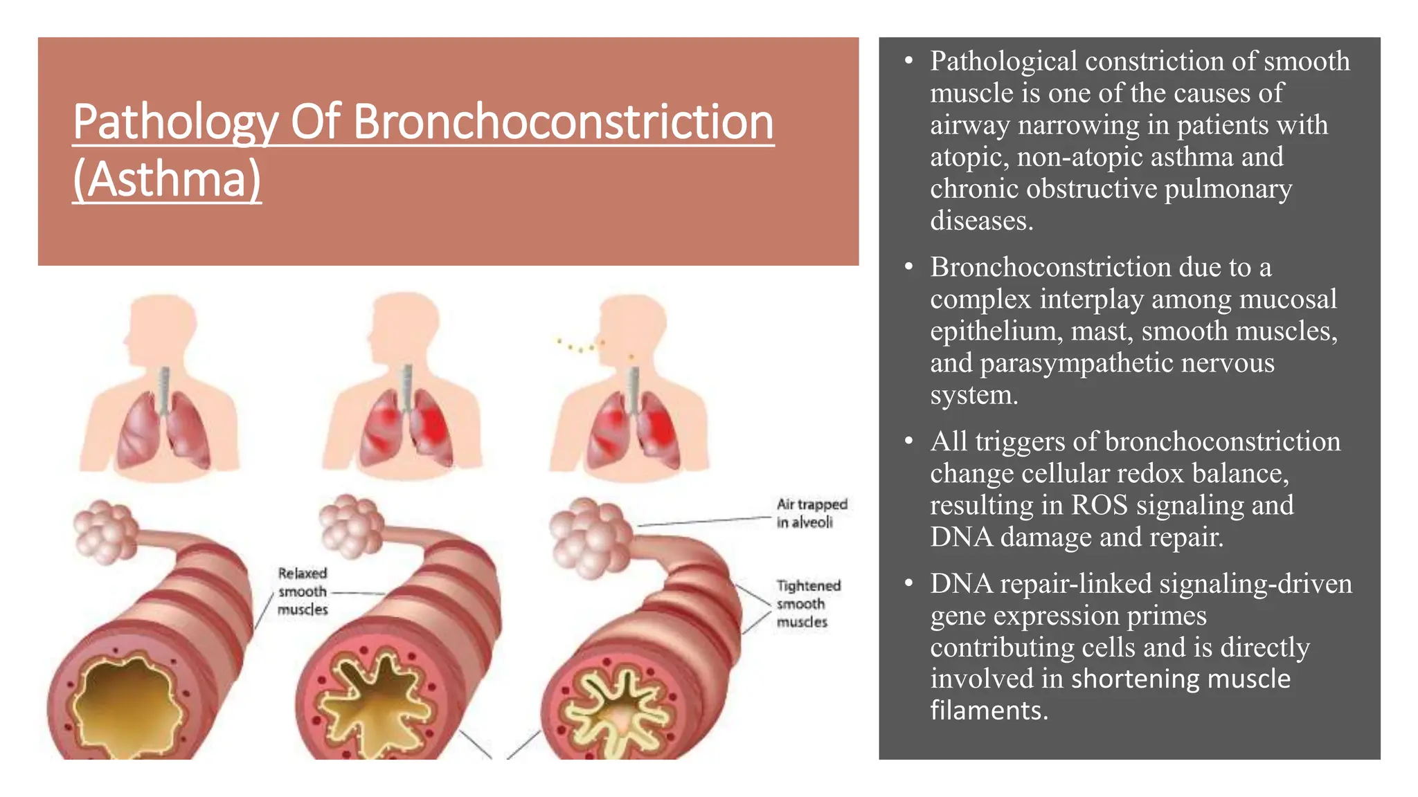 drugs used in respiratory system .pptx
