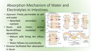 Drugs used in treatment of diarrhoea | PPTX