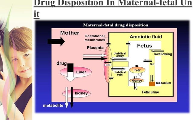 Drugs use in pregnancy | PPTX | Pregnancy | Reproductive Health