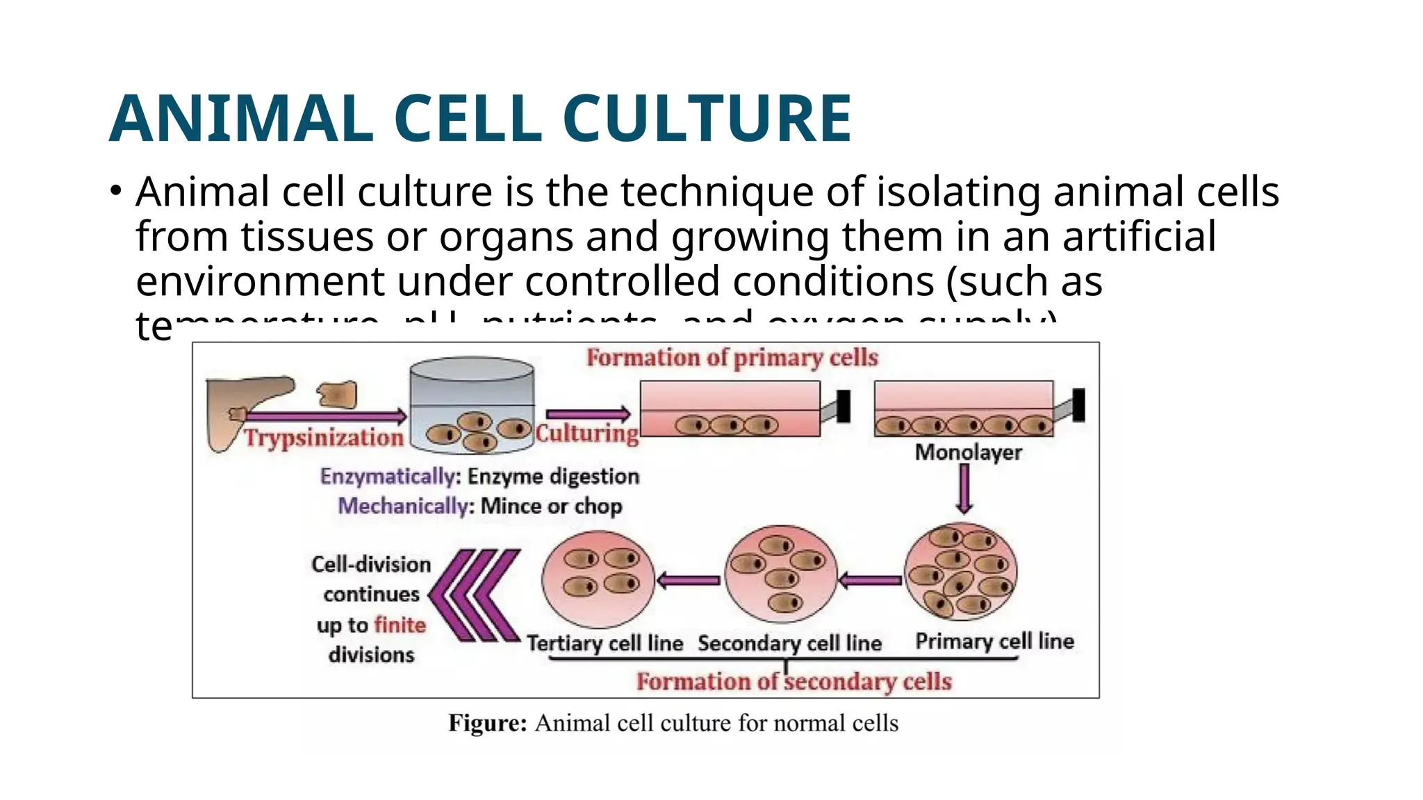 Application of animal cell culture in drug testing | PPTX