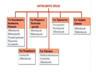 Drugtherapy of Helminthiasis | PPT