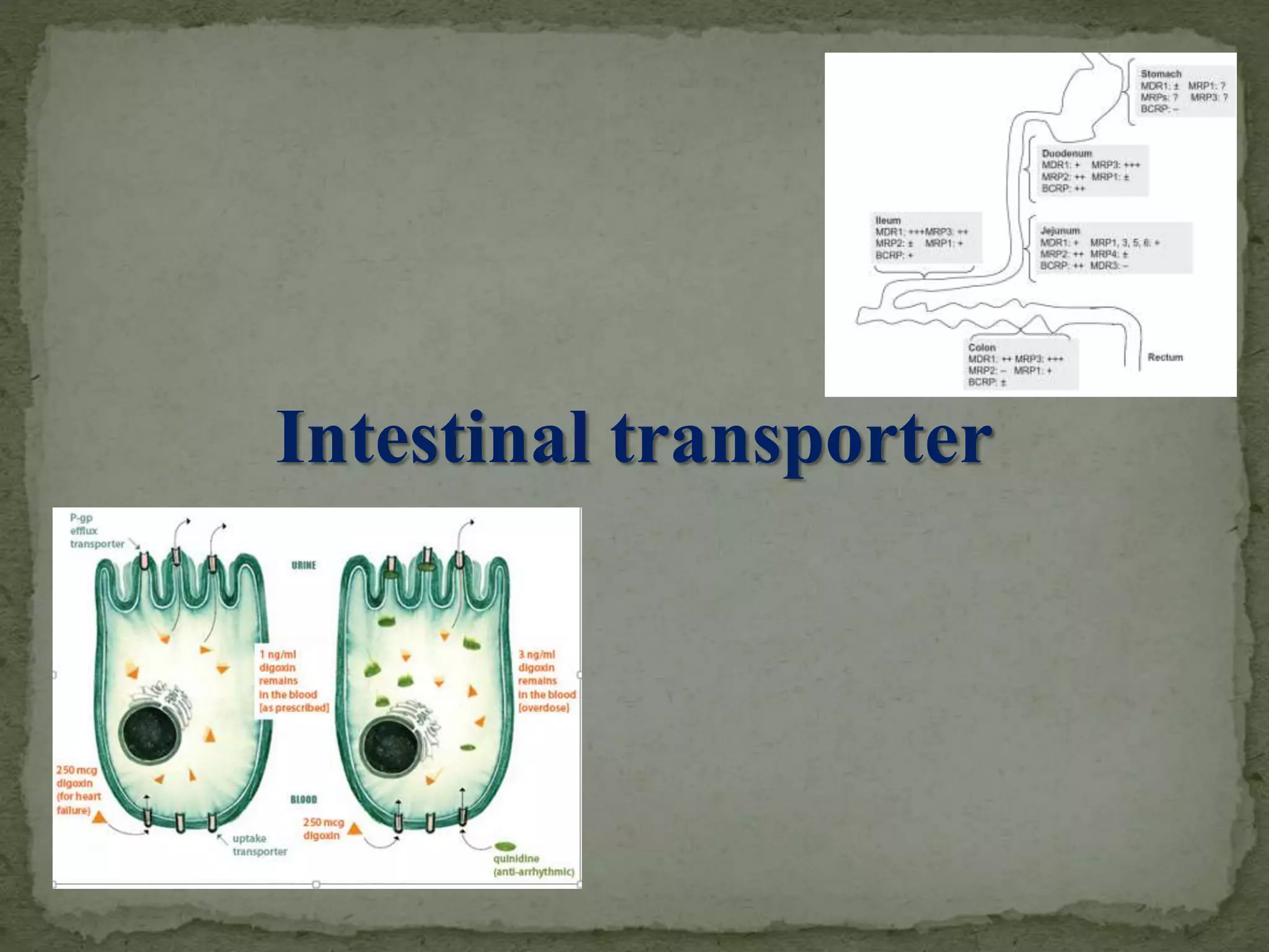 Drug transport across cell membrane. | PPTX