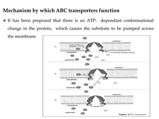Drug transporter polymorphism | PDF
