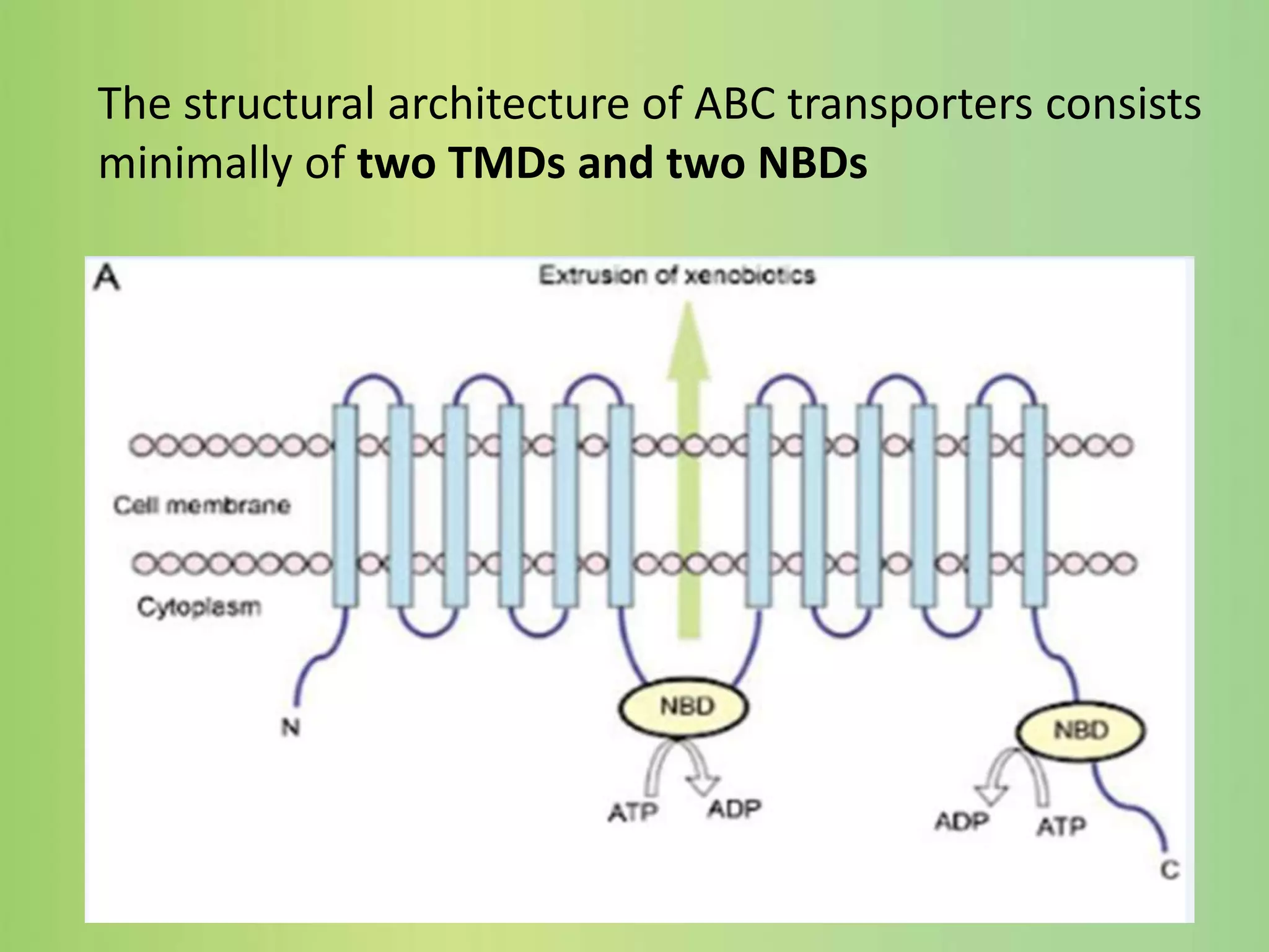 Drug transporters | PPTX