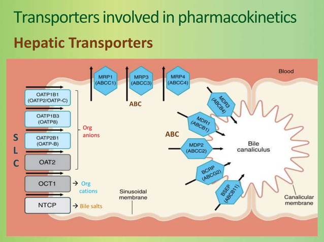 Drug transporters