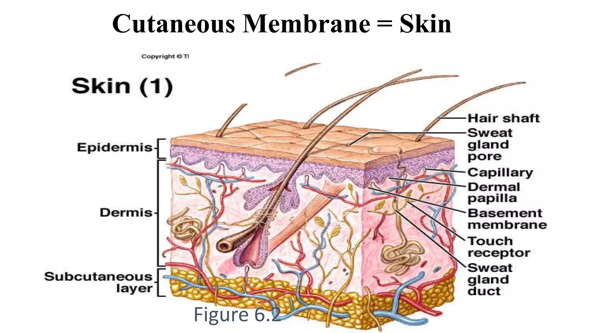 Drug used on skin & mucous membrane | PPTX