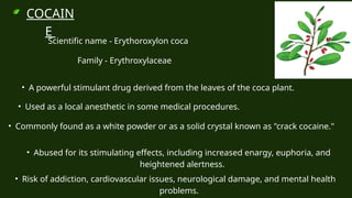 DRUG YIELDING PLANTS.pptx @Botany carrier | PPTX