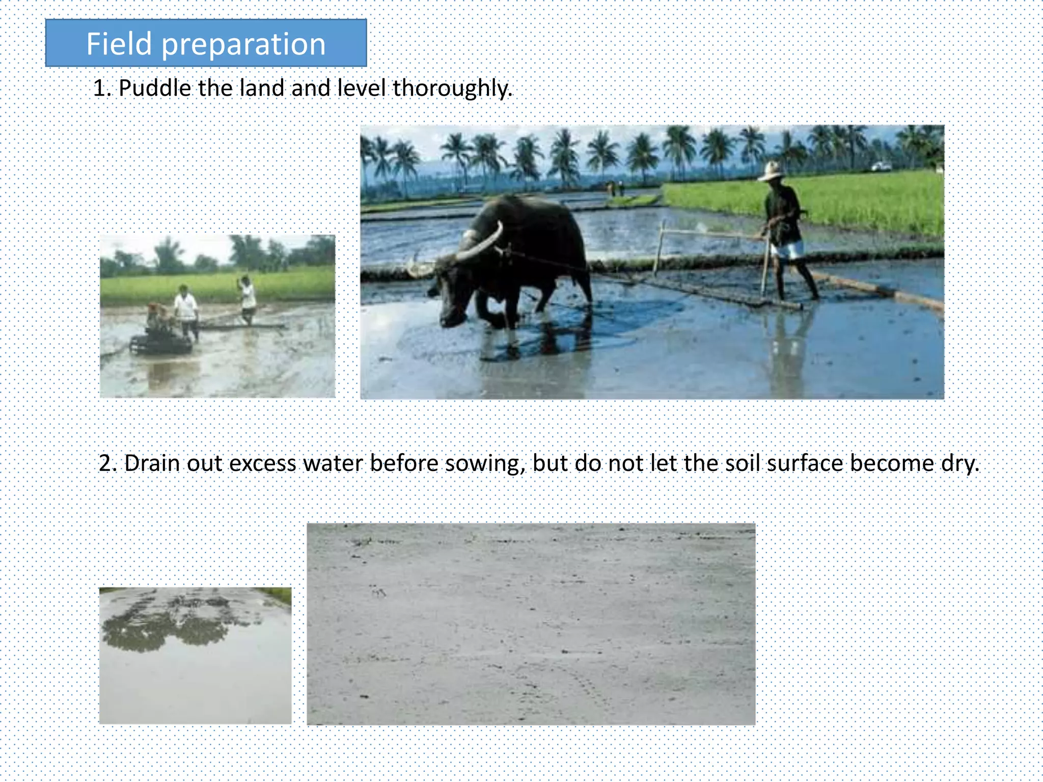 Working function of Drum Seeder for direct seeding of paddy | PPTX