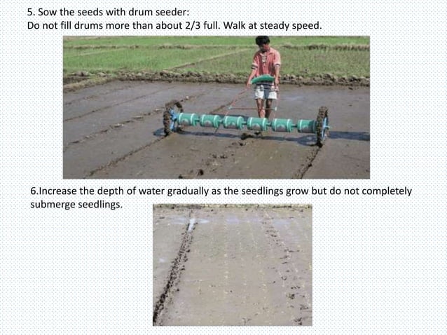 Working function of Drum Seeder for direct seeding of paddy | PPTX ...