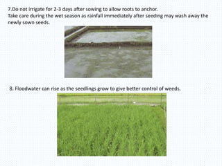 Working function of Drum Seeder for direct seeding of paddy | PPTX