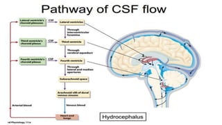 CSF ( Cerebrospinal fluid physiology) circulation | PPT