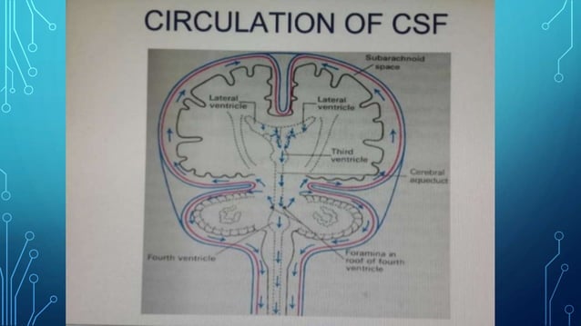 CSF ( Cerebrospinal fluid physiology) circulation
