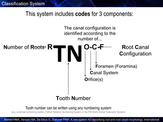 New Root Canal Classification System | PPTX
