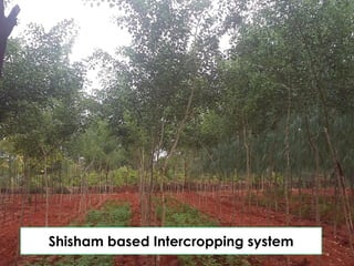 Doubling farmers income through agroforestry systems | PDF