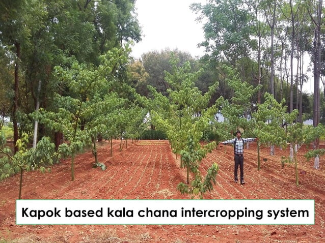 Doubling farmers income through agroforestry systems | PDF