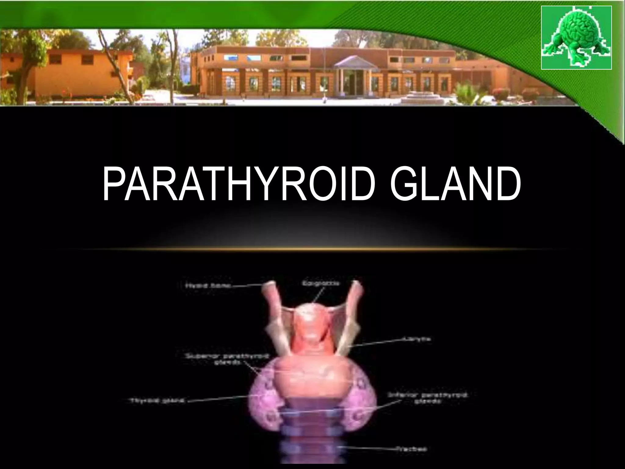Parathyroid Gland | PPT