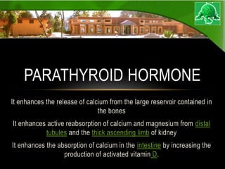 Parathyroid Gland | PPTX
