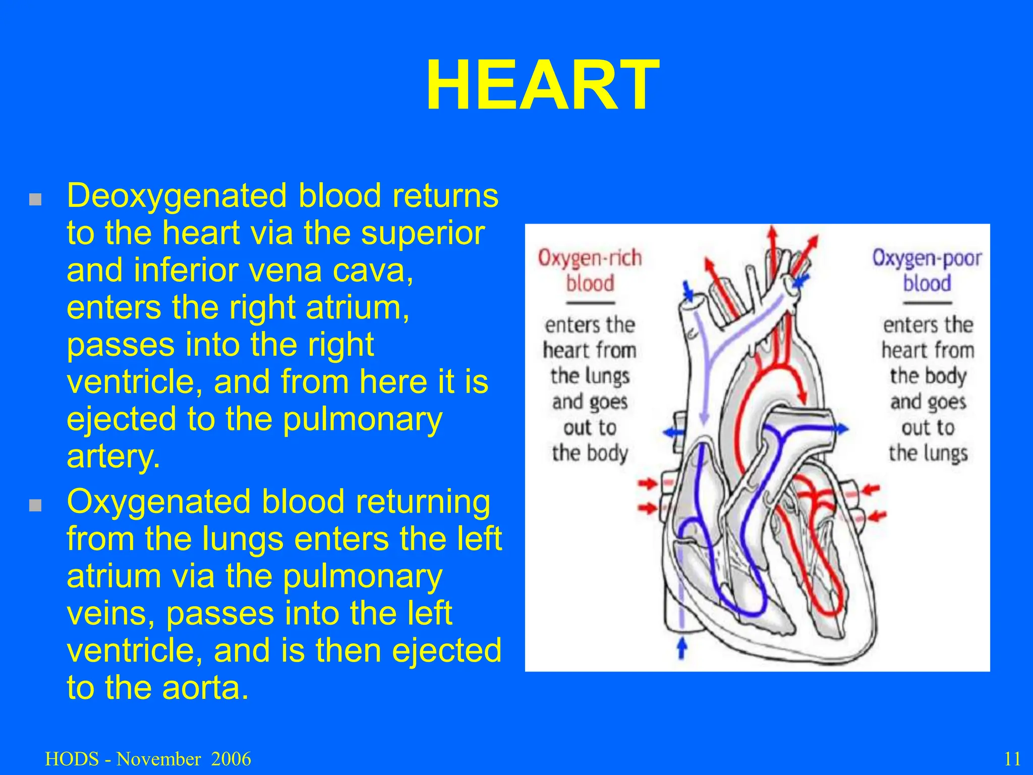 The Human heart- Basic parts and function .ppt