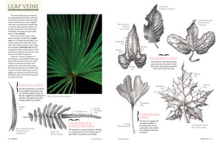 Drawing Botany feature | PDF | Drawing and Sketching | Arts and Crafts