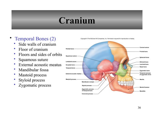 DRx Rohit patil (skelaton system HAP ).pptx