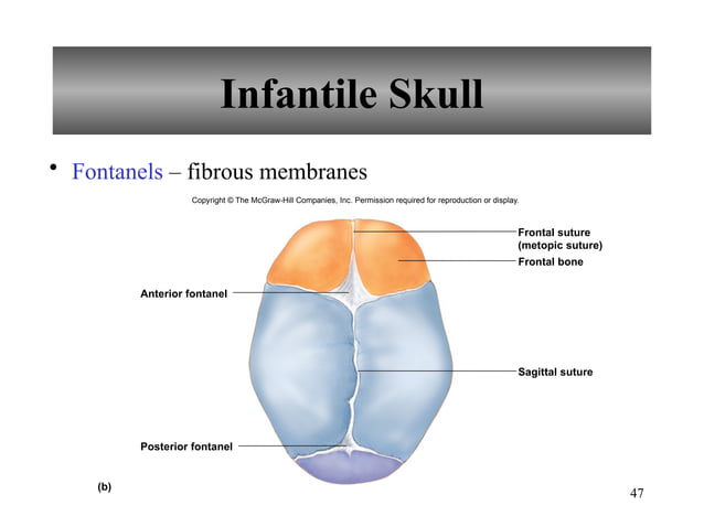DRx Rohit patil (skelaton system HAP ).pptx