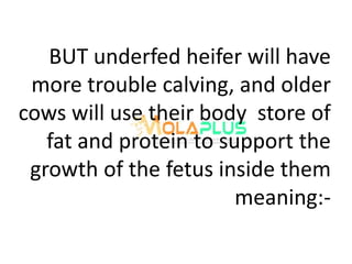 Dry cow and heifer management | PPTX