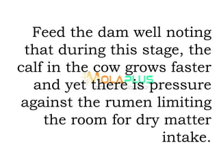 Dry cow and heifer management | PPTX