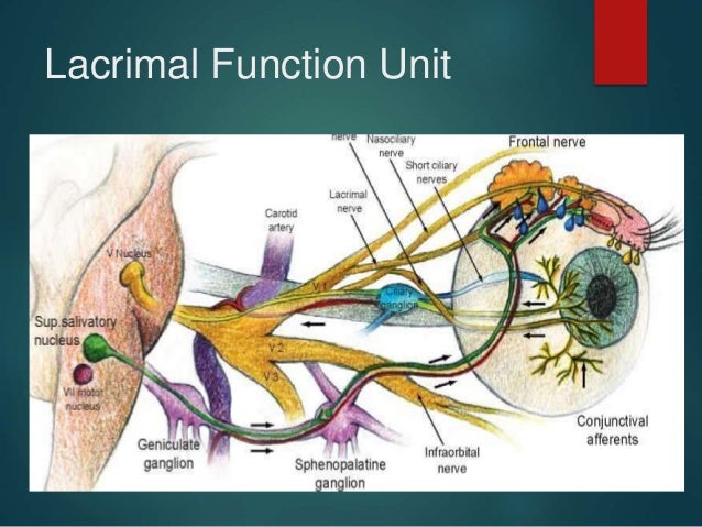 Dry eye pathology