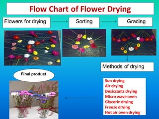 Dry flower. dry flower technology , advantage of dry flower technology ...